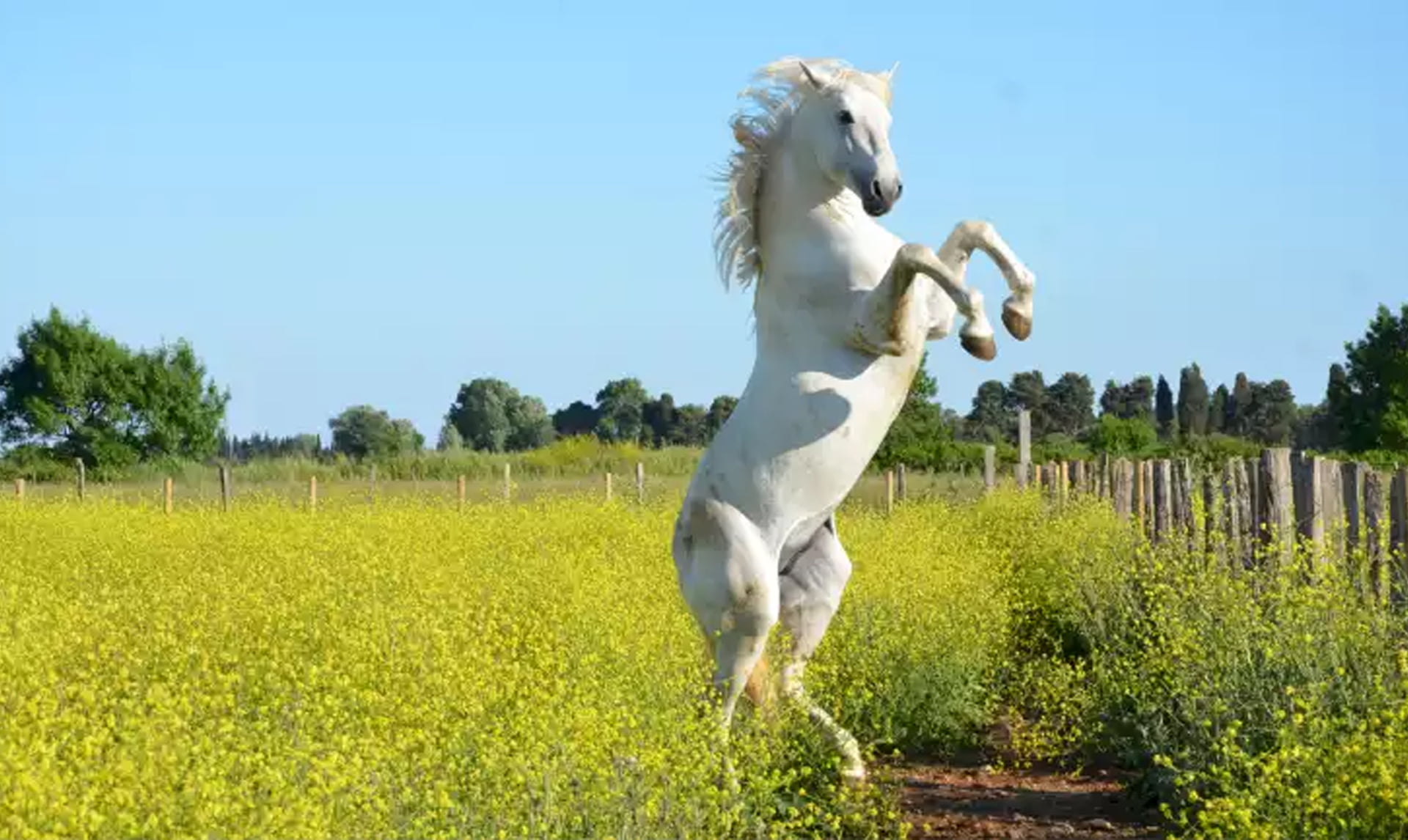 Chevaux - Ecurie Equilibre - Domaine le Luquier - Saint Martin de Crau (13)