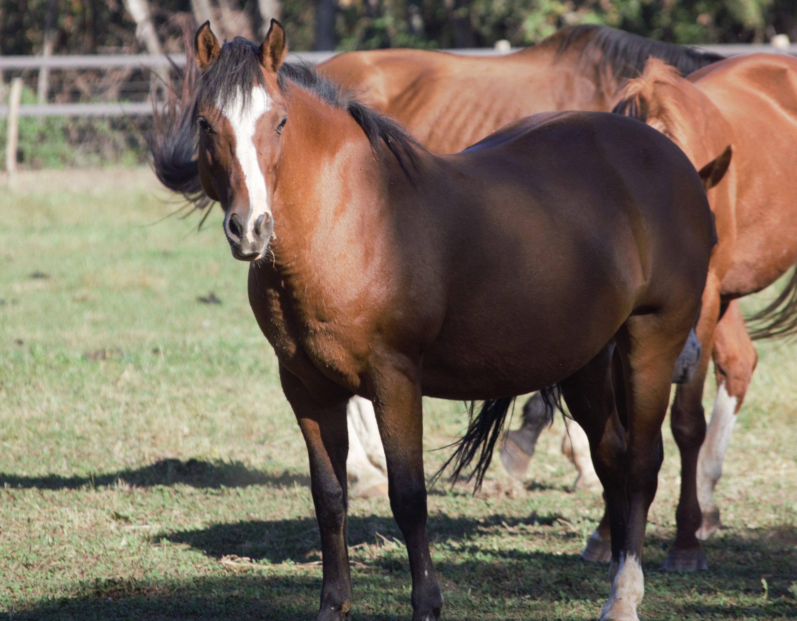 Les vieilles canailles